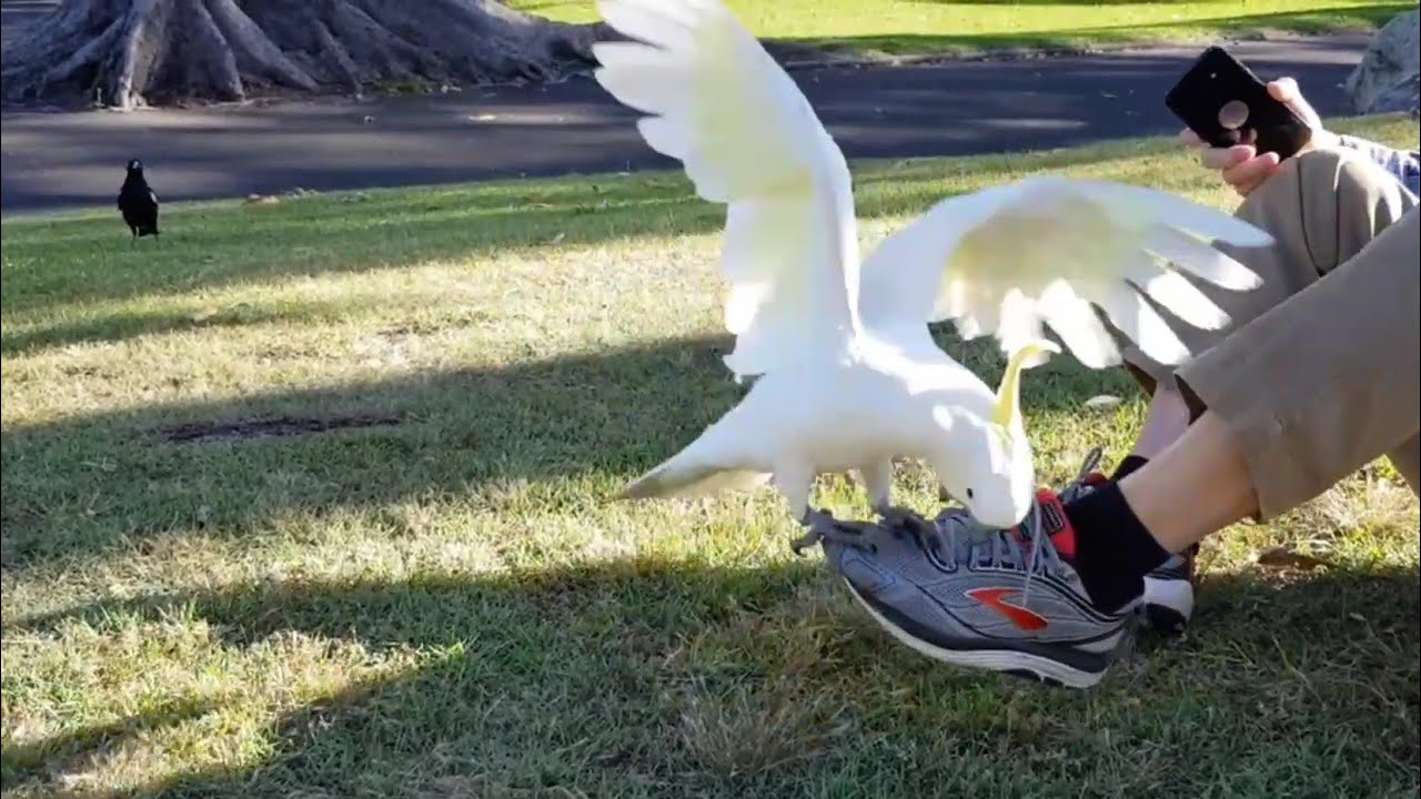 Hilarious Cockatoo's Shoe Obsession: Dancing & Swinging with My ...