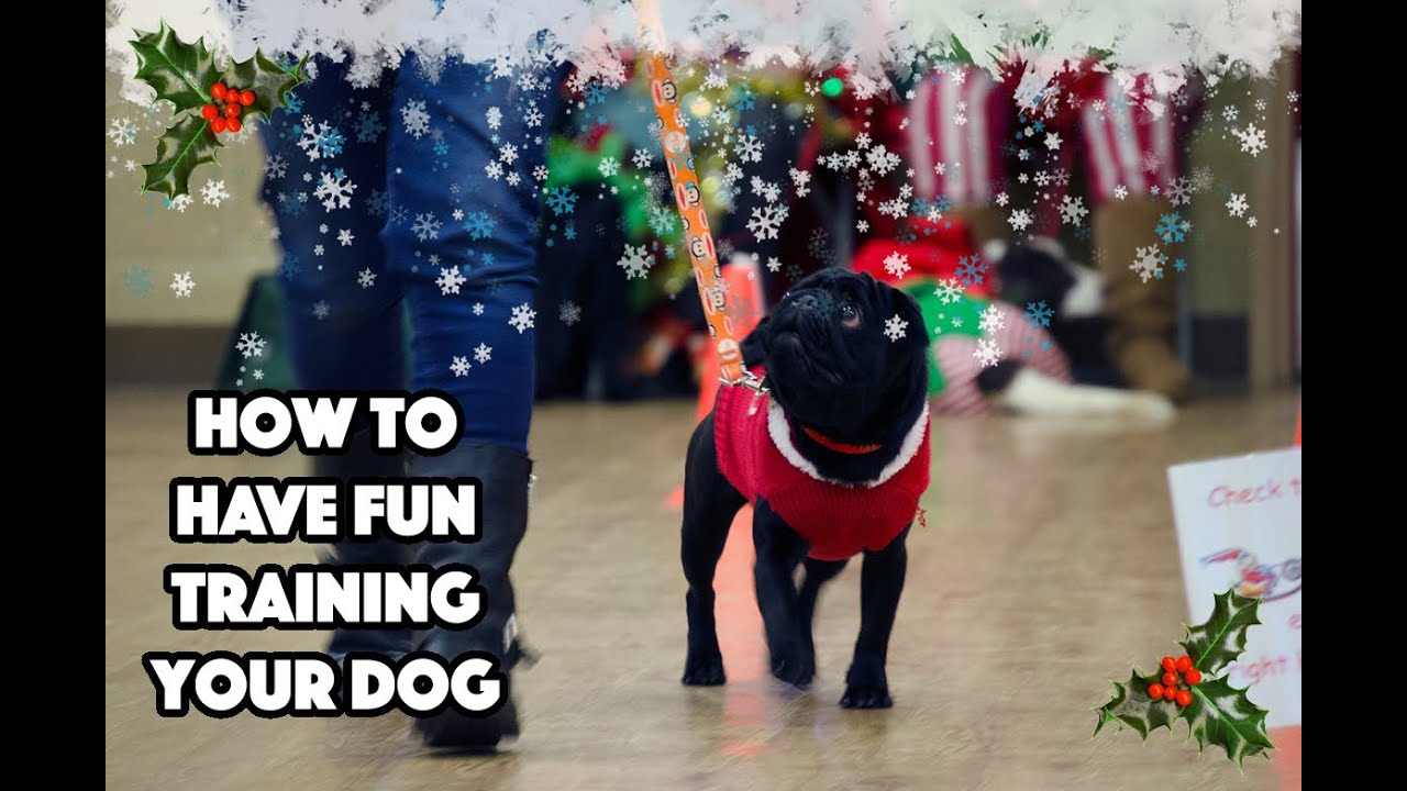How To Have Fun Training Your Dog - Talking Dogs Rally - Dog Training ...