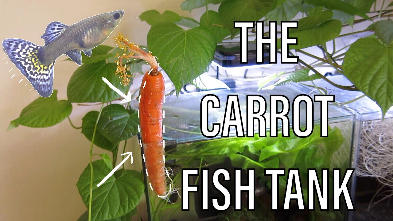 The Carrot Fish Tank (yes, it grew) | ONE WEEK PROGRESS 🥕 - YouTube
