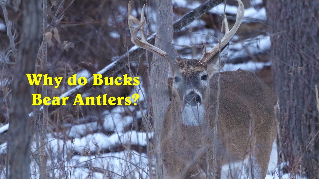 Snowy Hike turns up a Buck & Beaver. Why do buck deer have antlers ...