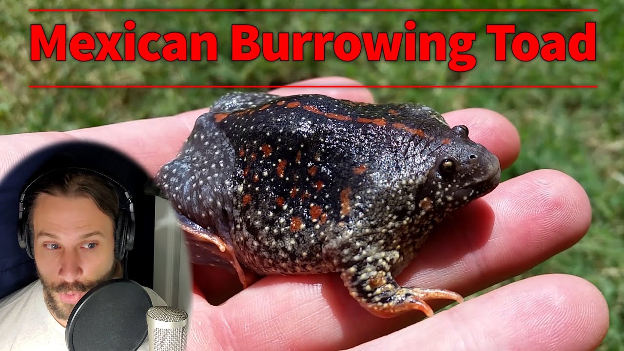The Mexican Burrowing Toad and Other Things Too! - YouTube