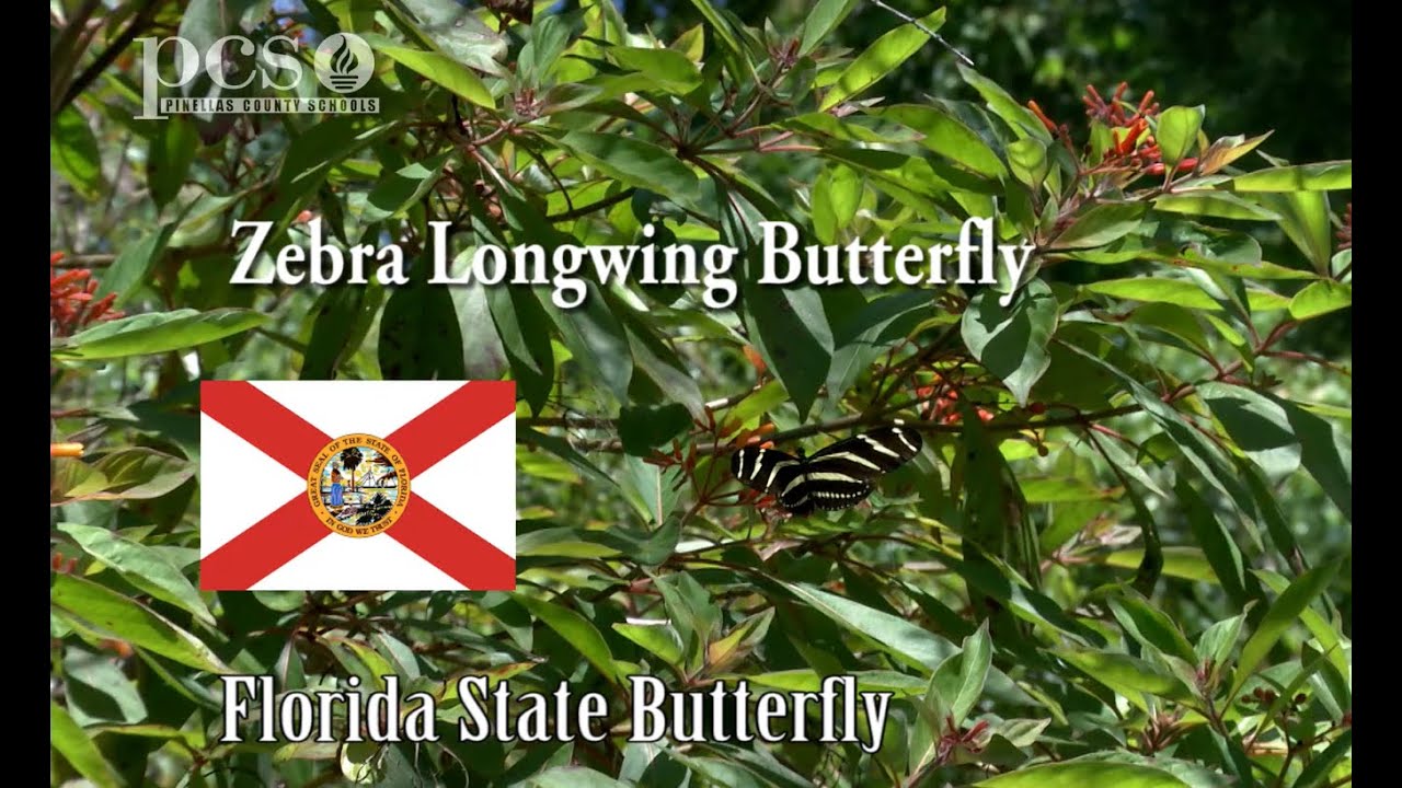 Florida State Butterfly