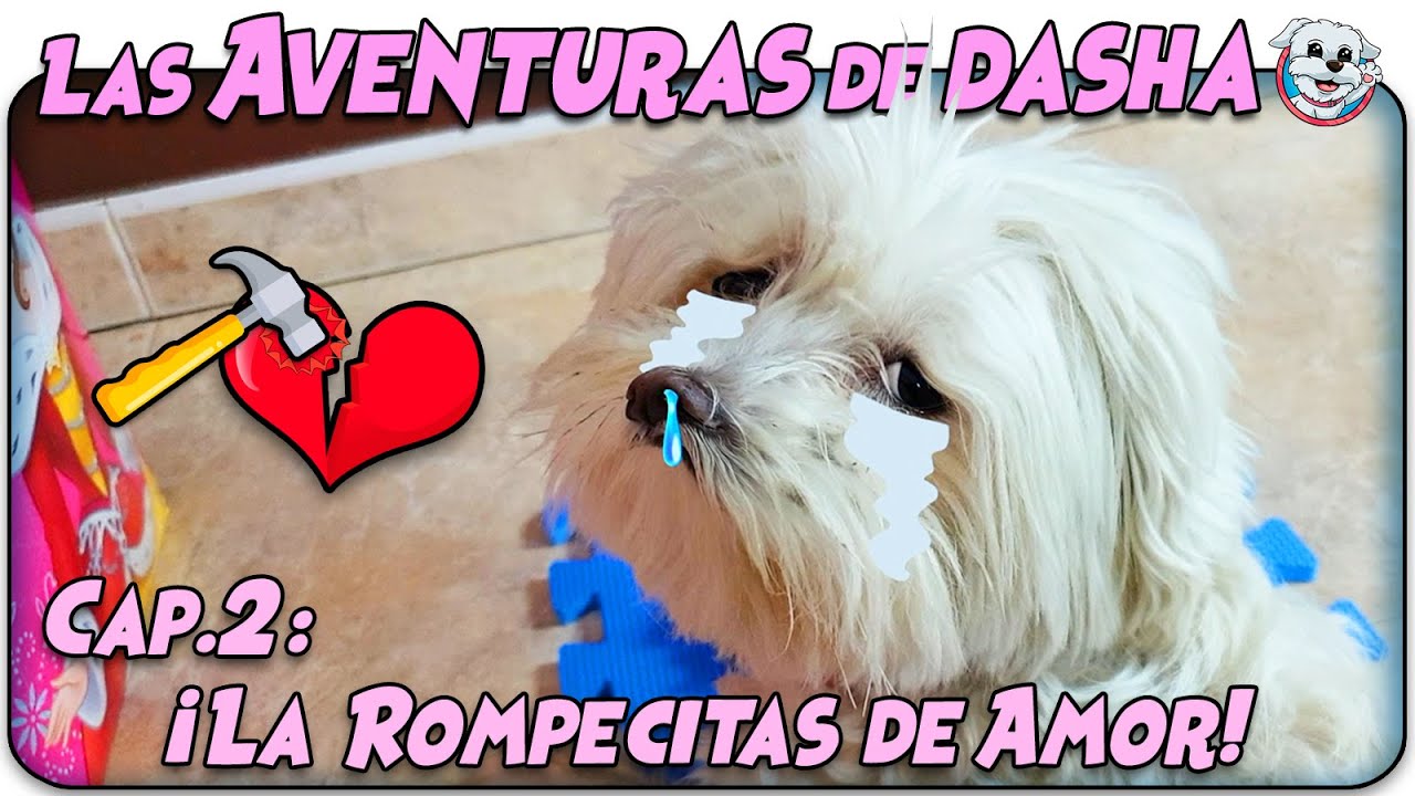 Las Aventuras de Dasha: La Rompe Citas de AMOR 🐶💔🐶 |Cap 2| Anima Dogs ...