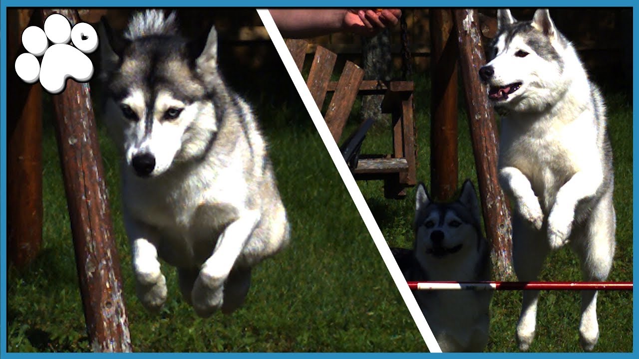 DOGS JUMPING IN SLOW MOTION! - YouTube