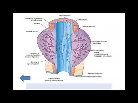 Anatomy of the Urethra - Dr. Ahmed Farid