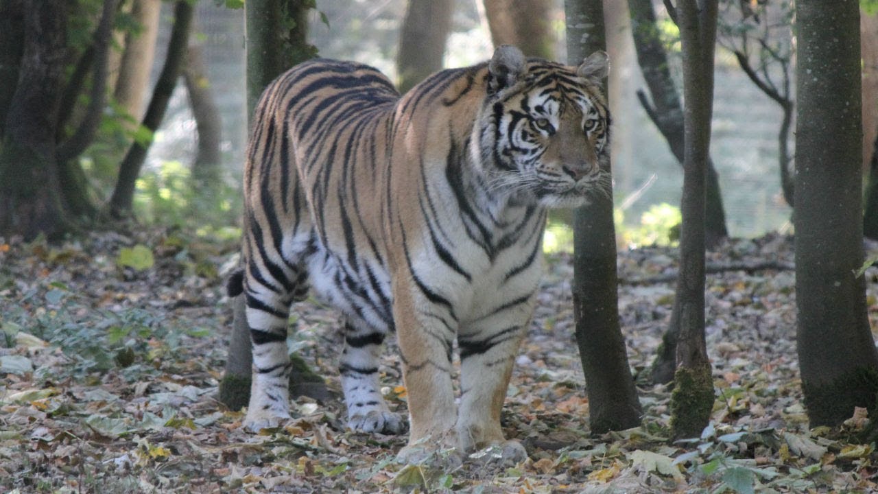 Siberian tiger call / Tigre de Siberie rugir : Parc Des Felins - YouTube