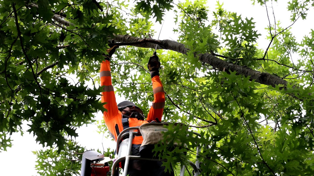 See how UK cares for over 13,500 trees - YouTube