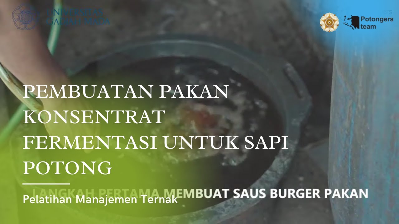 TUTORIAL PEMBUATAN PAKAN KONSENTRAT FERMENTASI UNTUK SAPI POTONG - YouTube
