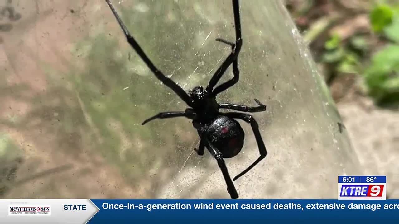 East Texas pest control expert warns of rise in black widows in summer ...