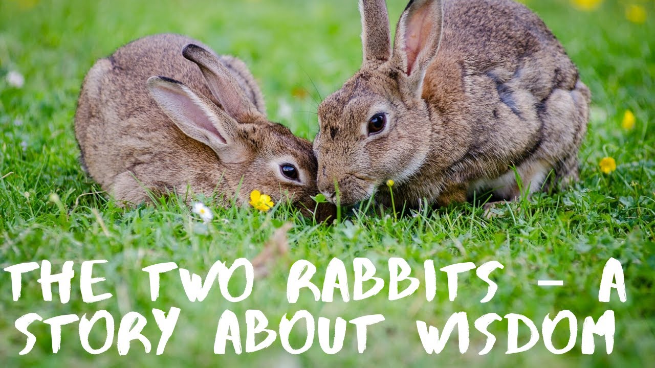 The Two Rabbits - A Story About Wisdom - YouTube