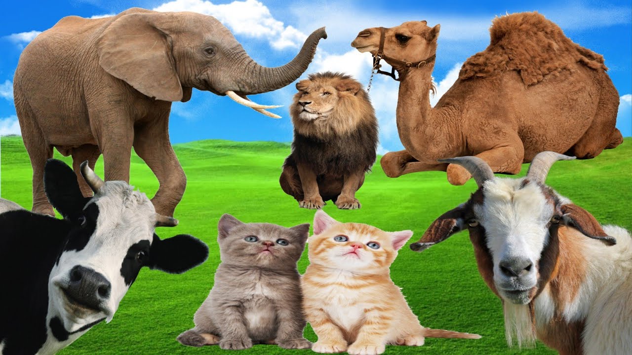 lovely animal sounds : cat, cow, elephant, giraffe, duck, camel ...