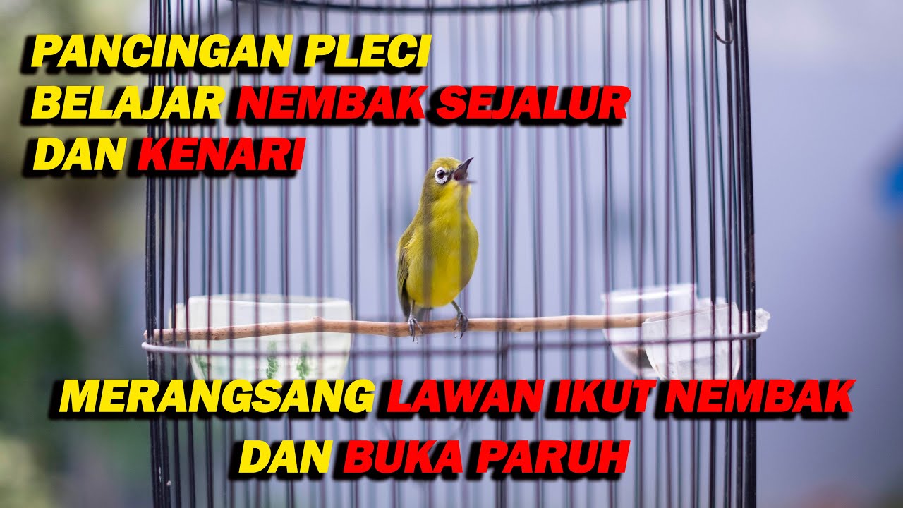 PANCINGAN PLECI BELAJAR NEMBAK SEJALUR DAN KENARI , BIKIN LAWAN NEMBAK ...