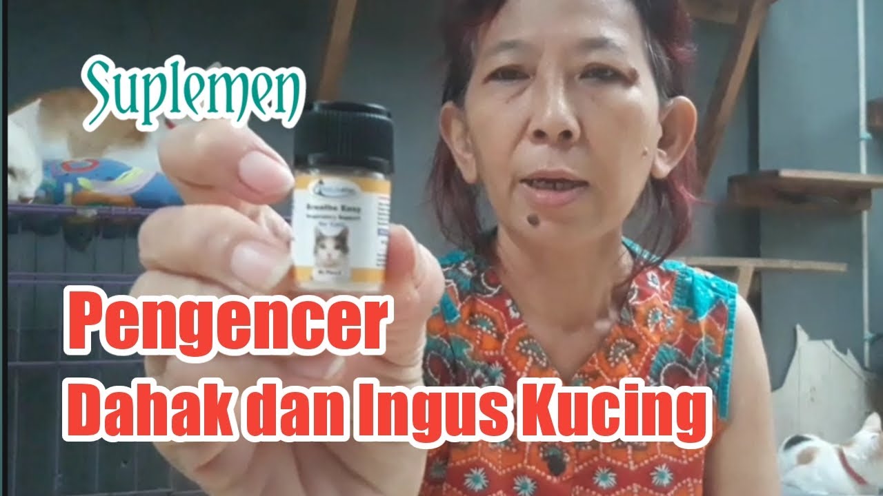 SUPLEMEN PENGENCER DAHAK DAN INGUS MENGENTAL PADA KUCING @fiefiejo ...
