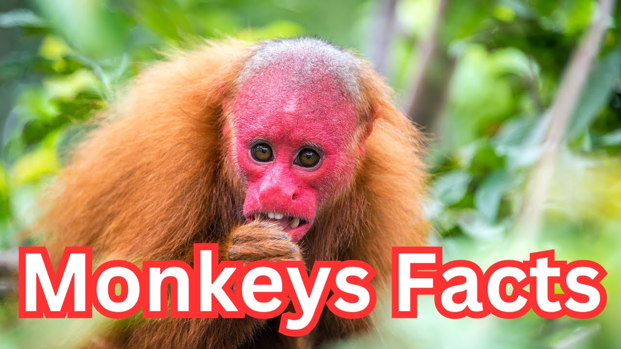 Monkeys are incredible primates with some amazing traits | Monkey Facts ...