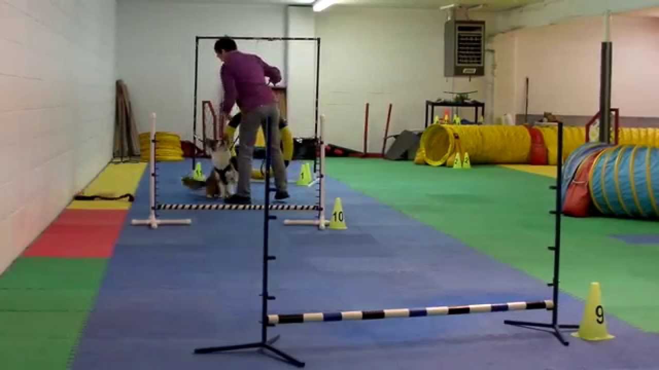 Yodel - 5 Star Agility Jumpers Fun Run - Nov 23 - 2623 MP4 quiet - YouTube