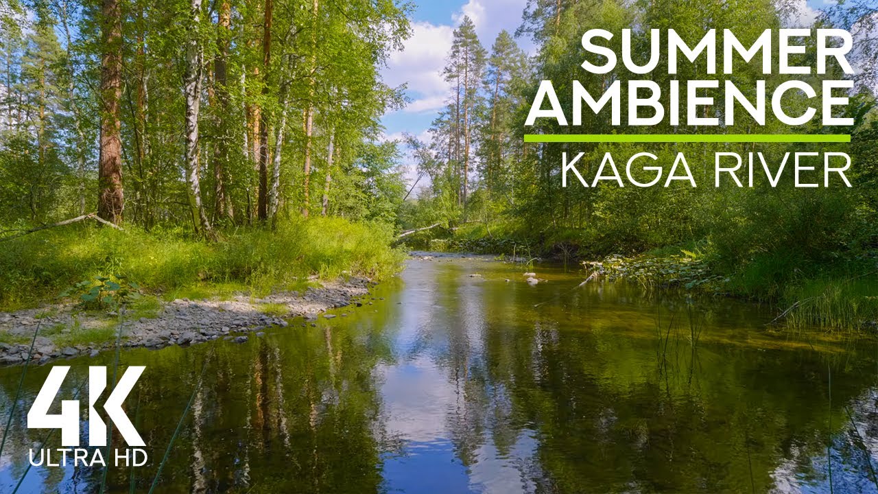 Relaxing Summer Ambience of a Forest River - 4K Peaceful View & Gentle ...