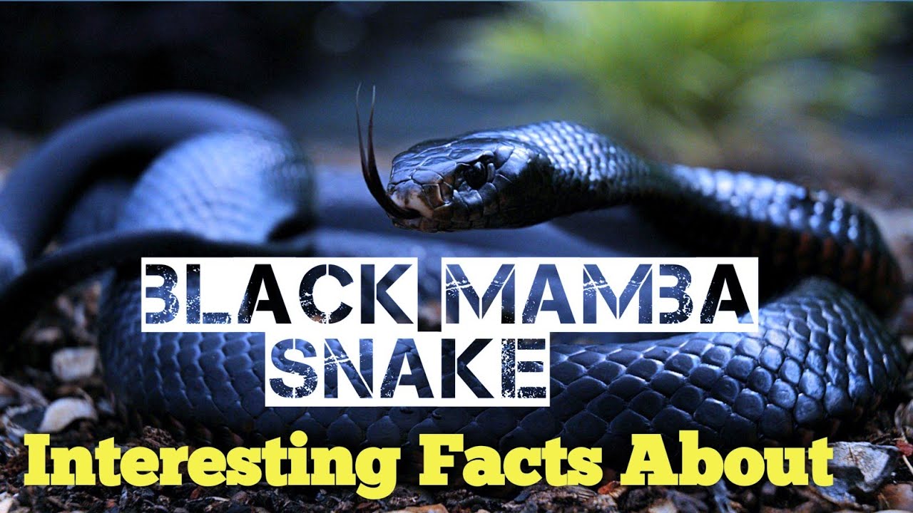 Black Mumba, An African Beauty Or A Monster Of Death - YouTube