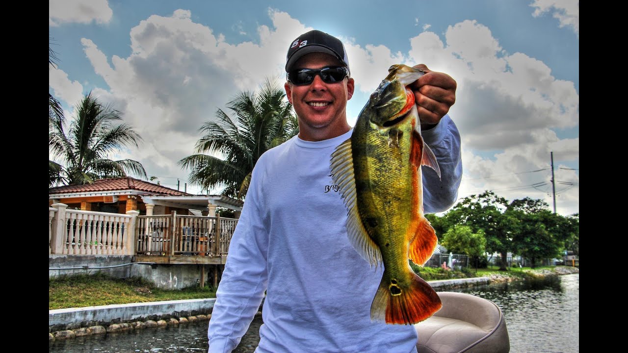 Topwater Peacock Bass Explosion - YouTube