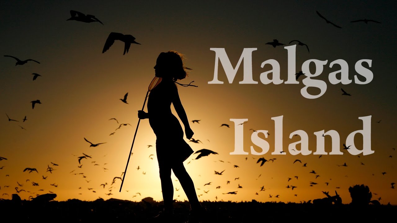 Life on Malgas Island - Pelican Watch - YouTube