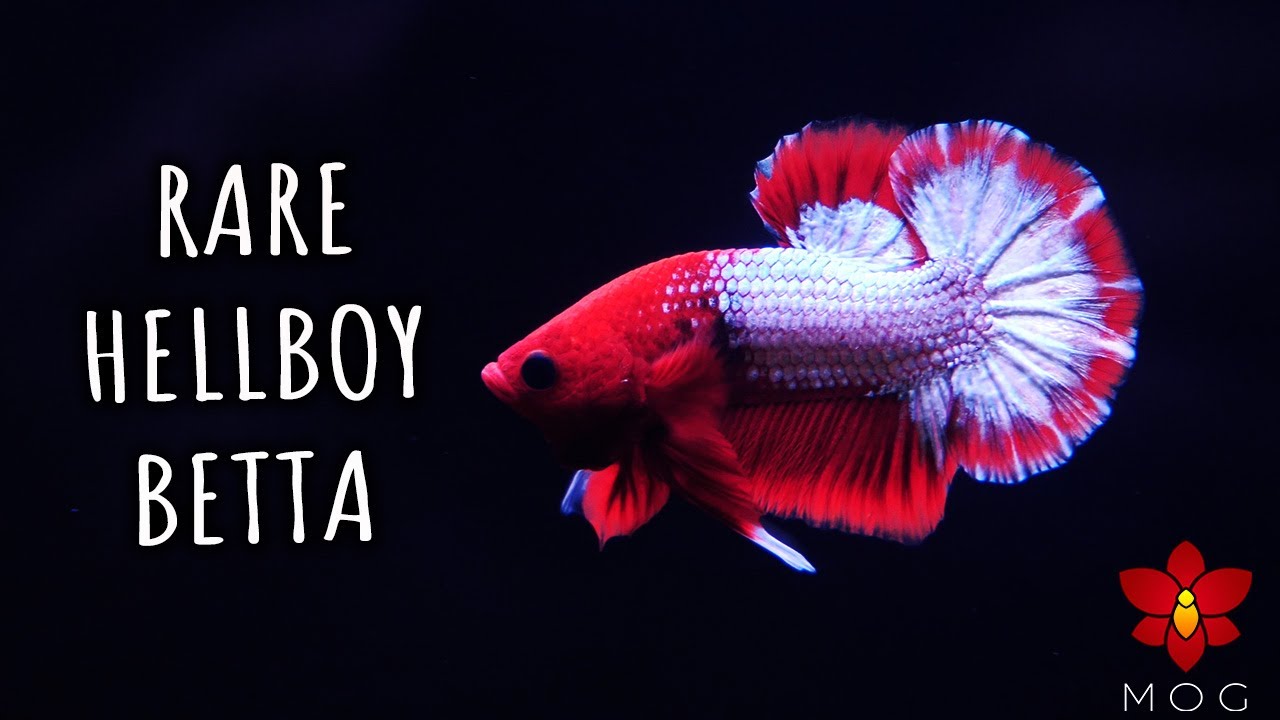 Meet Hellboy, the prettiest Betta fish ever! 🥰 - YouTube