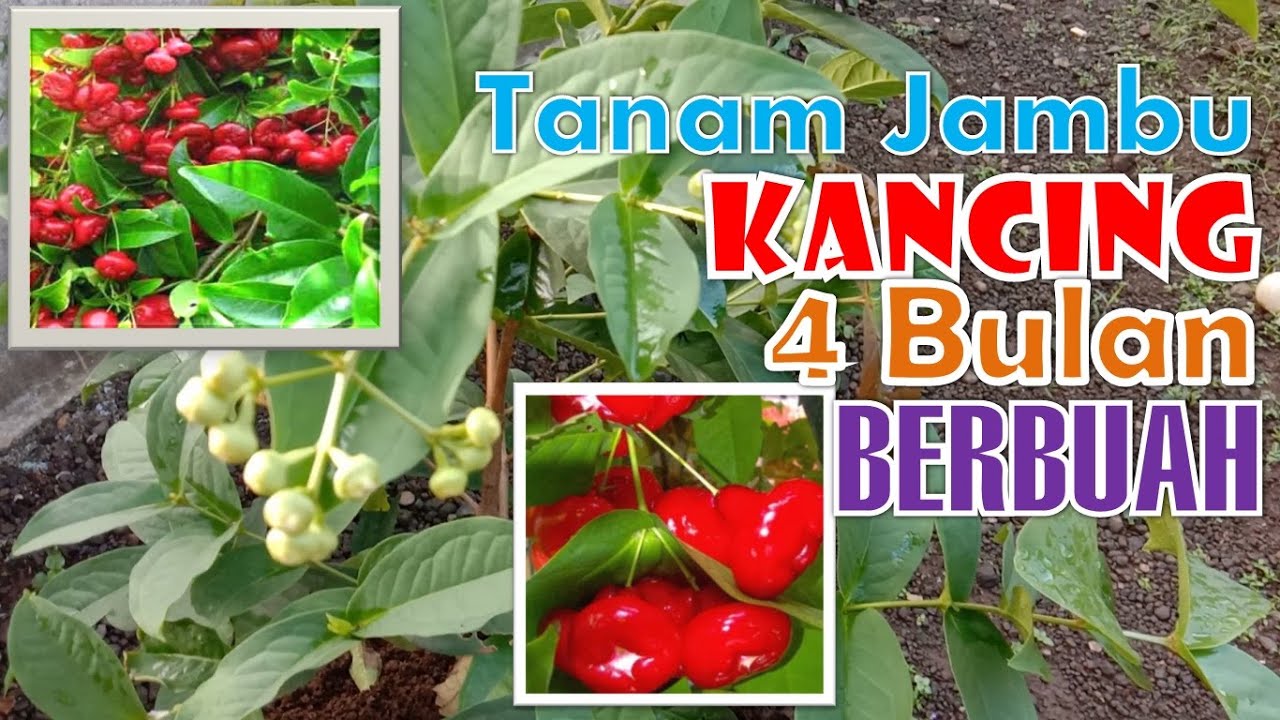 Tanam Jambu Kancing 4 Bulan Sudah Mulai Berbuah - YouTube