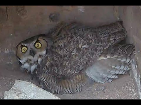 The Owlchemist: Gwen and Peter chat after the rain - YouTube