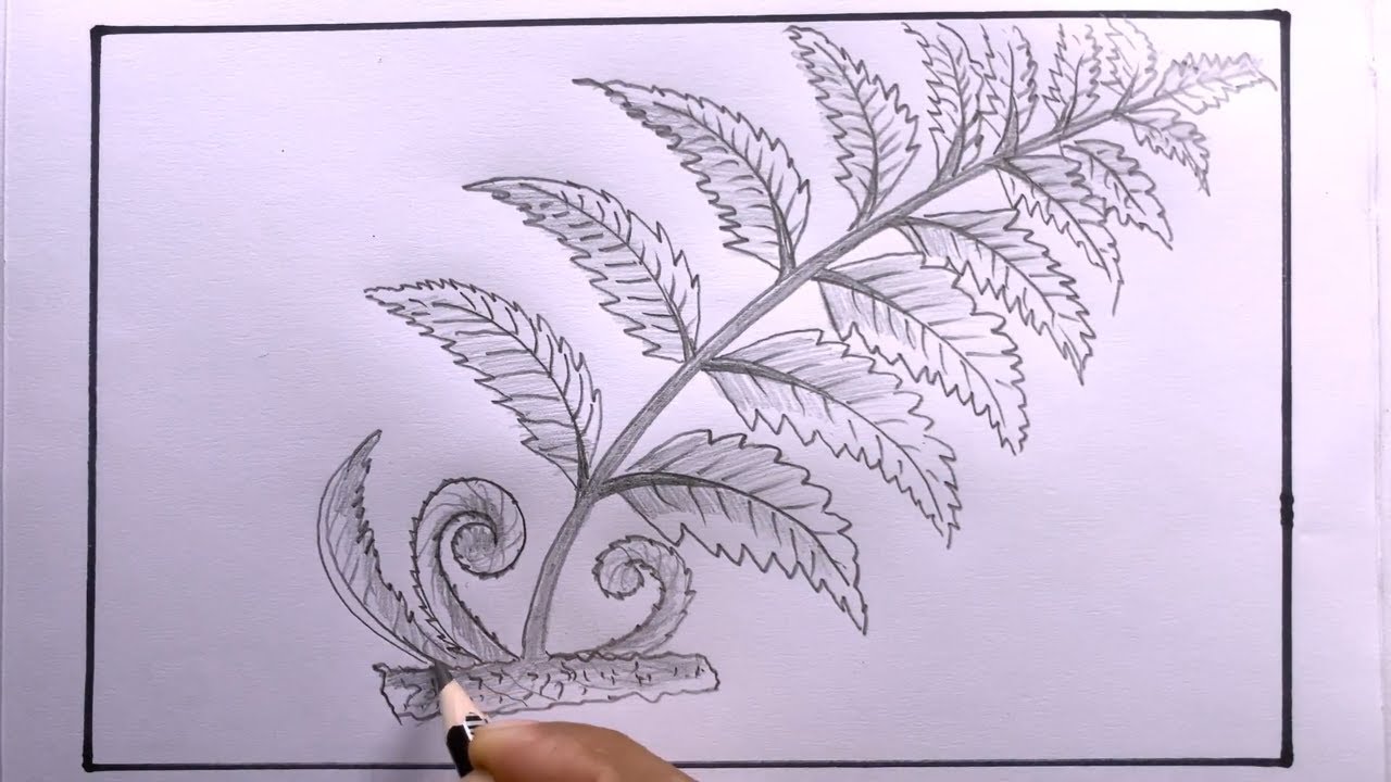 How To Draw Fern Easy/Fern Drawing - YouTube