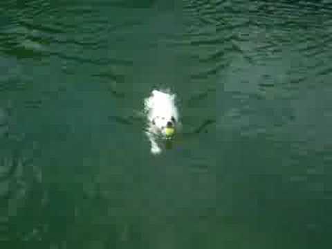 Jack Russell "Jakob" Swimming and diving Two - YouTube