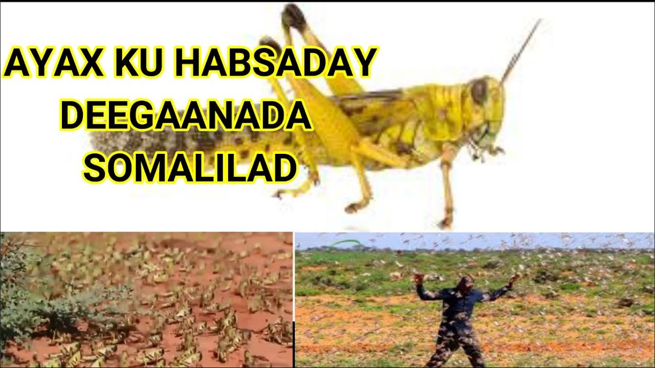 AYAX SI BA AN UGU HABSADAY DEEGANKA DAARASALAAM - YouTube