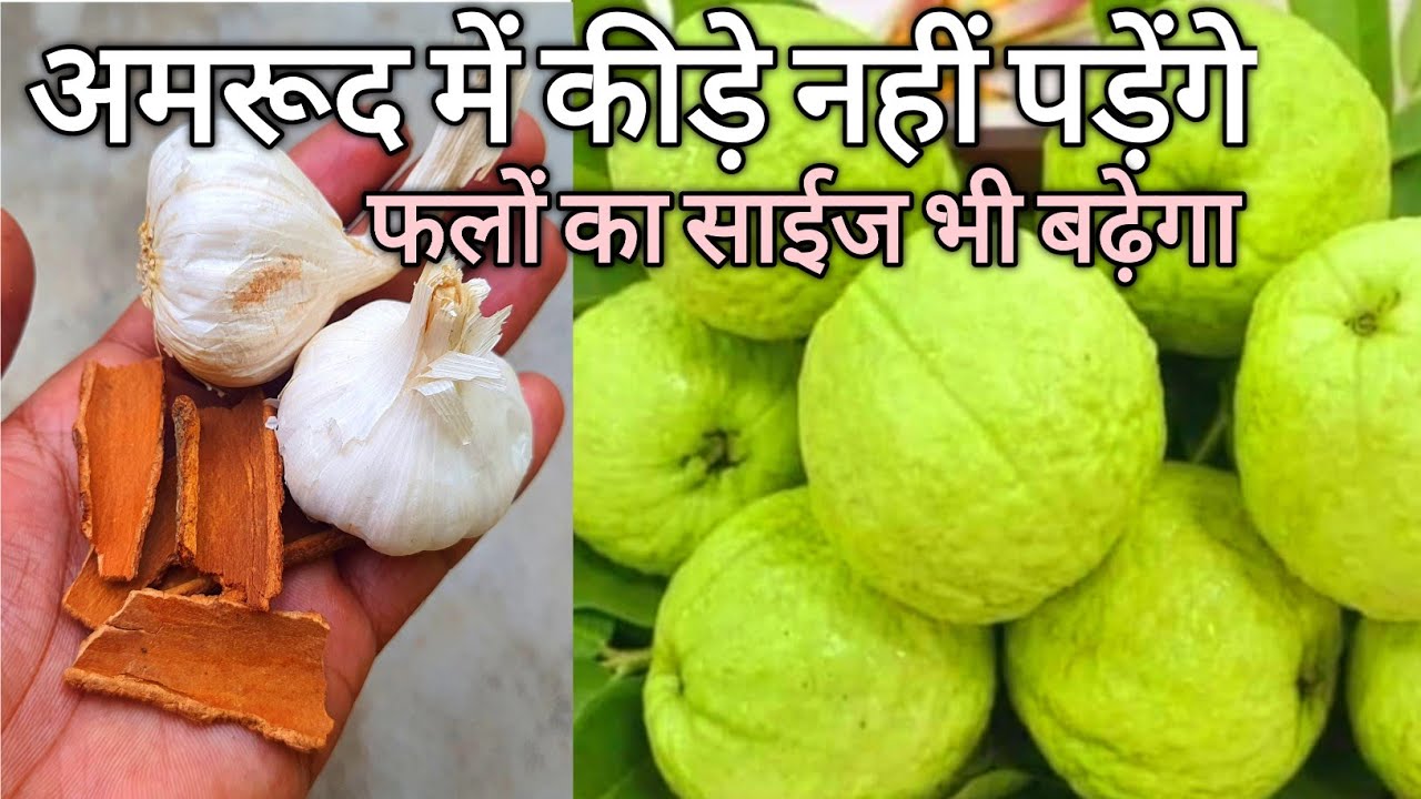 इस चीज़ से अमरूद में कीड़े नहीं लगेंगे |How to stop guava fruit drops ...