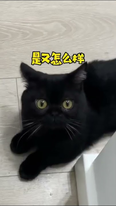 【一只黑糖啵啵🐻】没想到我家猫的报复心这么重！ Youtube