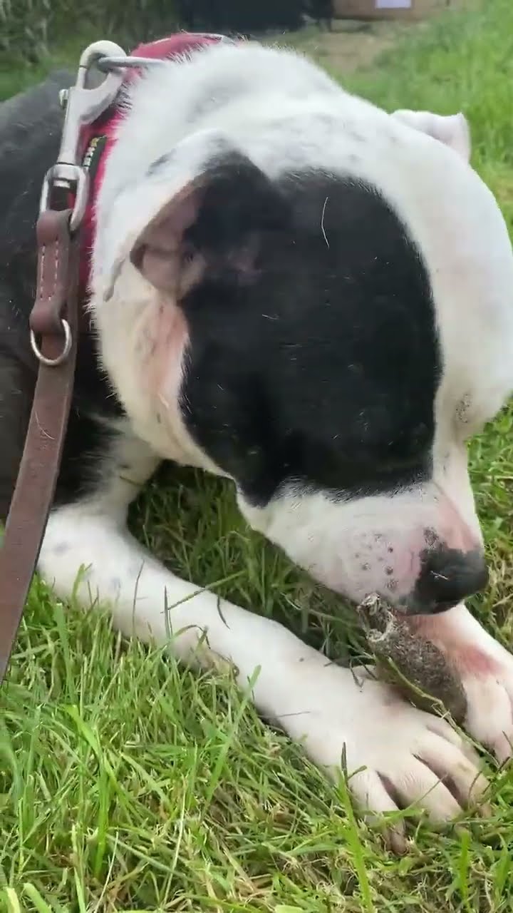 Staff-Mix Maja ♥️ #tierschutz #adoptme #doglife #dog #doglover # ...