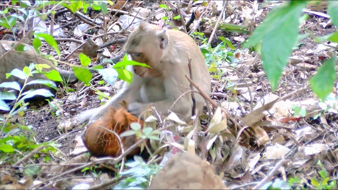 Curious Monkey Cracks Open a Coconut | Wildlife in Action in the Jungle ...