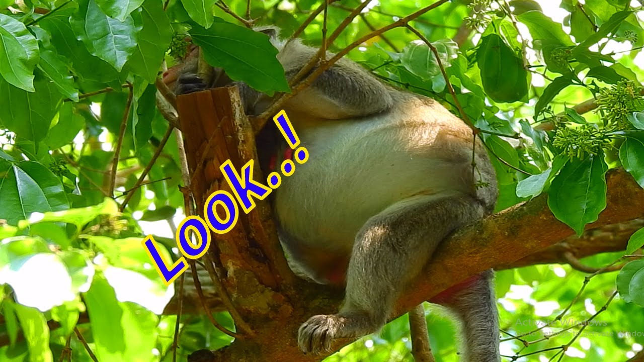 Nearly on time for Monkey Jane Having a New Baby | Big Belly 6th March ...