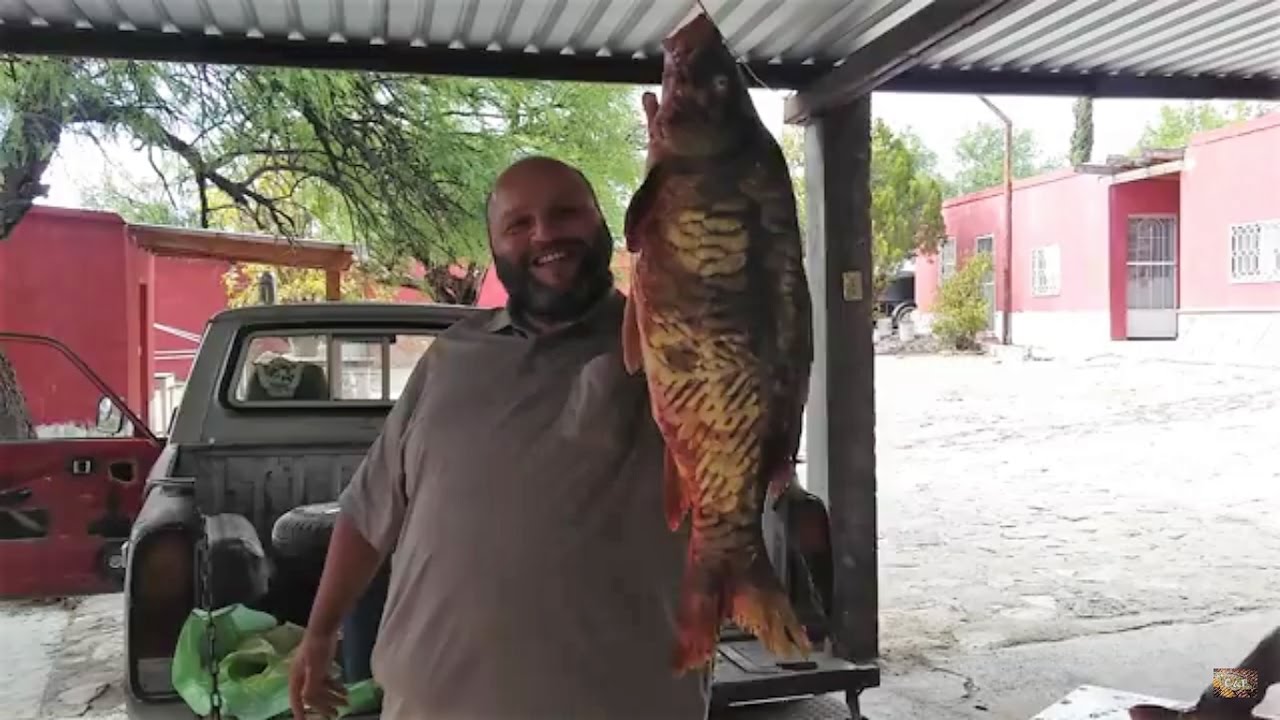 Fishing Monster Carp and Catfish - Pesca en el Palmito Durango: Bagriza ...