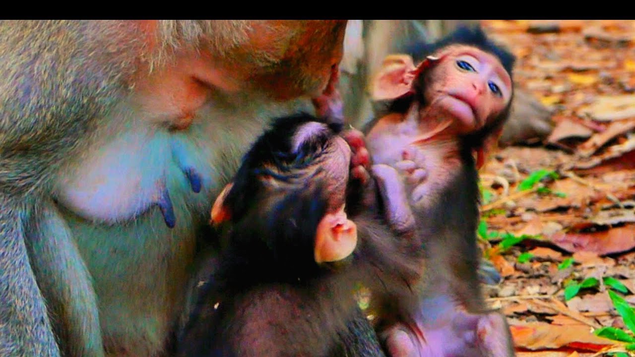 The mother monkey has very kind lets the two baby monkeys play together ...