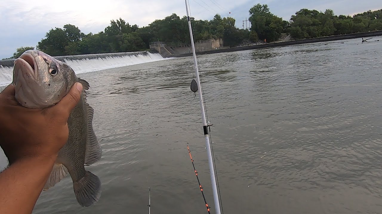 Gar are the most annoying fish - YouTube