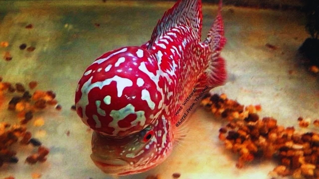 10 Beautiful Super Red King Kamfa Flowerhorn Fish | Big Head Flowerhorn ...