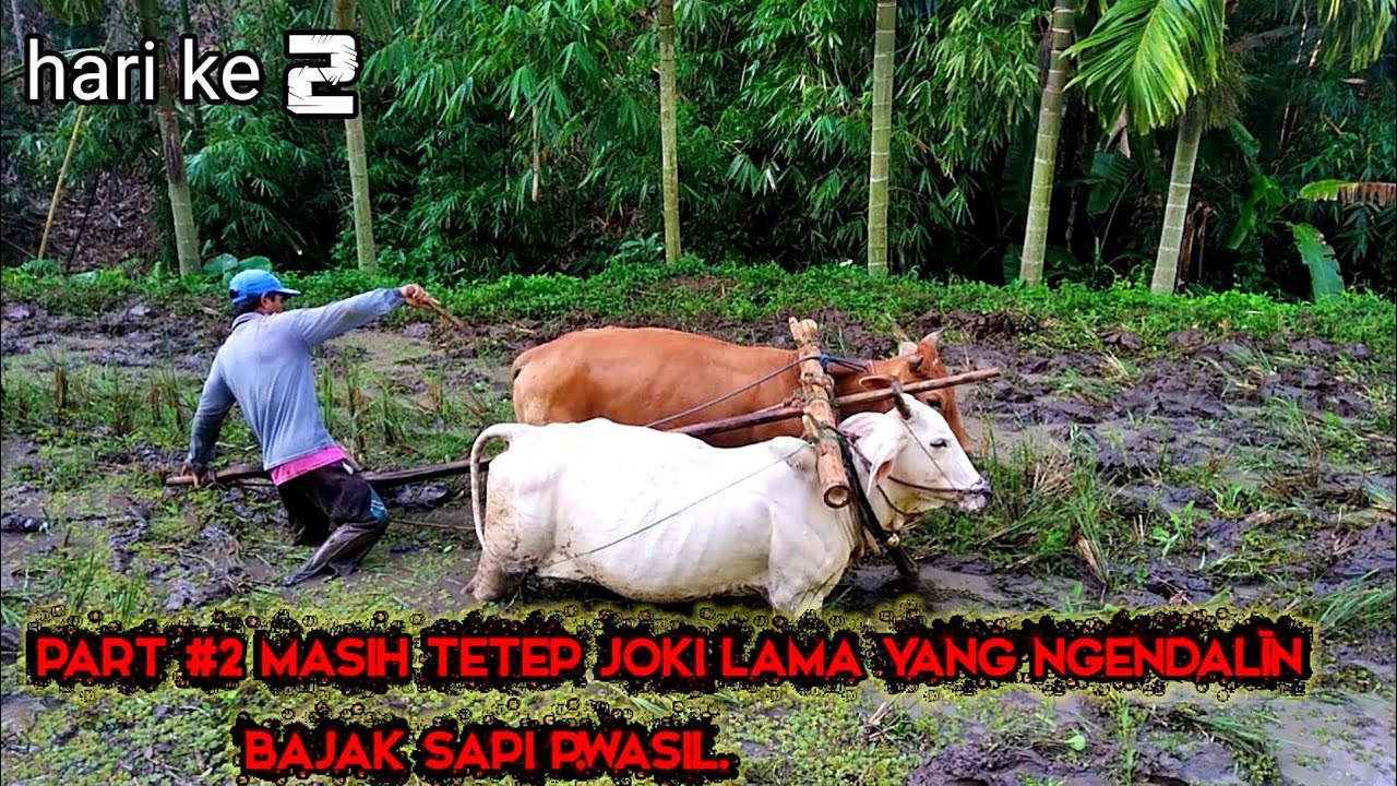 Bajak sawah tradisional || hari ke 2, masih tetep joki lama yang ...