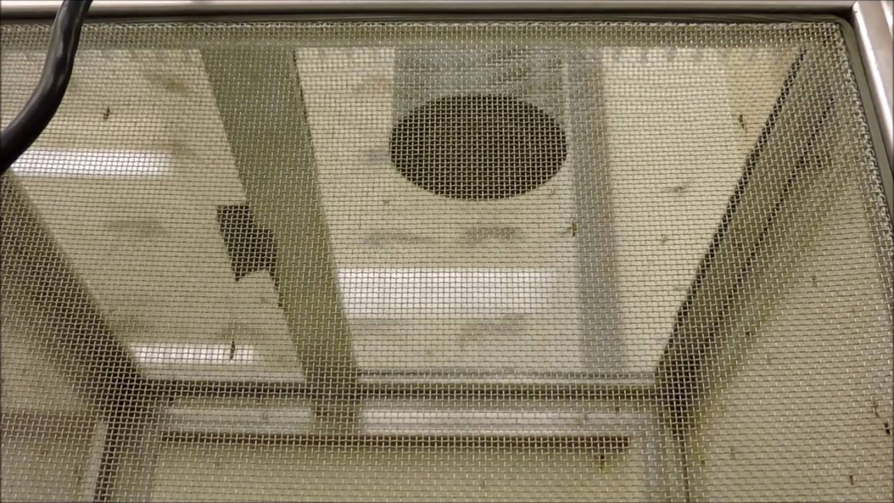 Feeding the Laboratory Mosquitoes - YouTube