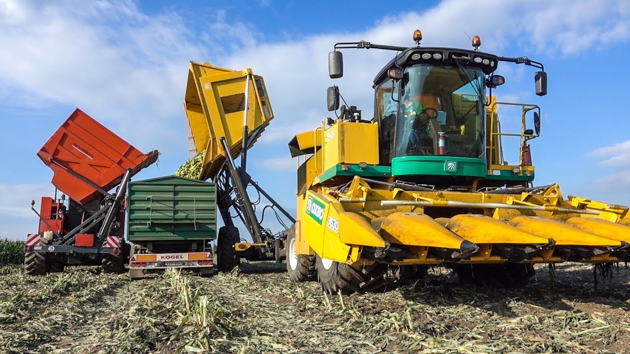 New Oxbo 8430 Picking Sweet Corn 2019 Csemegekukorica Betakarítás