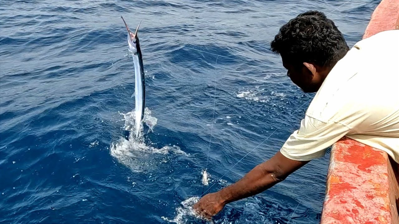 Catching Plenty of Needle Fish in the Sea - YouTube