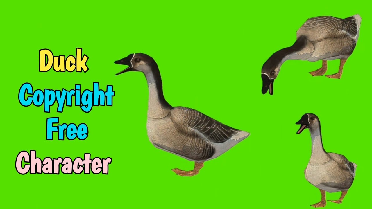 Duck Green Screen Video Effect / Duck Green Screen / Green Screen Duck ...
