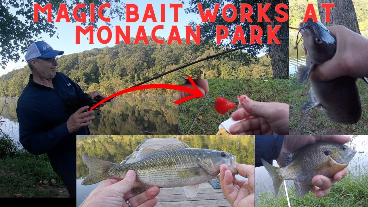 Magic Bait Works at Monacan Park! Plus surprise Bass Species! - YouTube