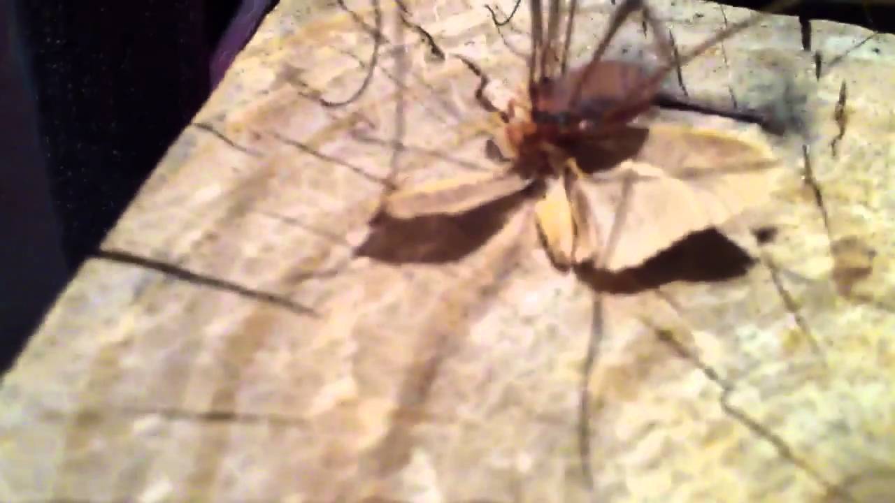 A granddaddy long leg eats a moth - YouTube
