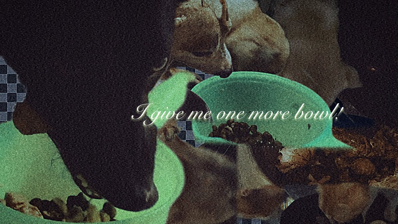 Dogs Eating Aggressively Compilation 🍖 Dogs Wants to Eat Others Dogs ...