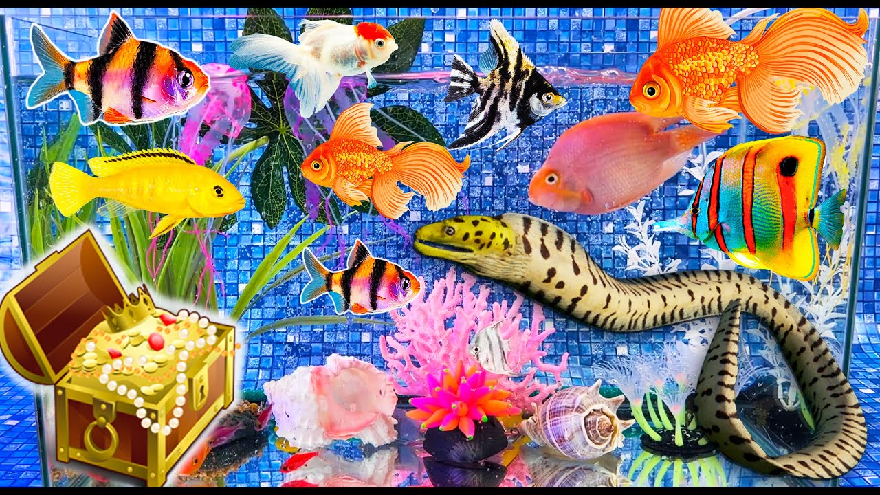 Colorful treasure, magic fish, glofish tetra, snake, angelfish ...