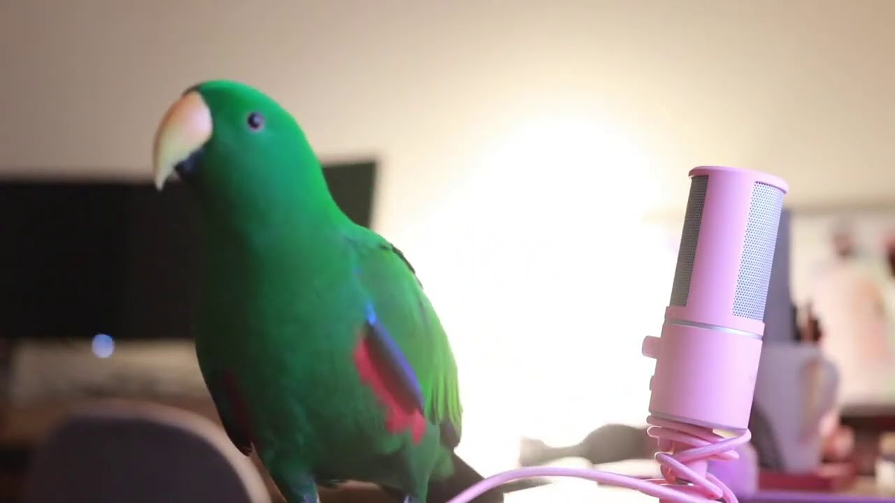 Cute Parrot Talking Into 5 Minutes | Funny Animals - YouTube