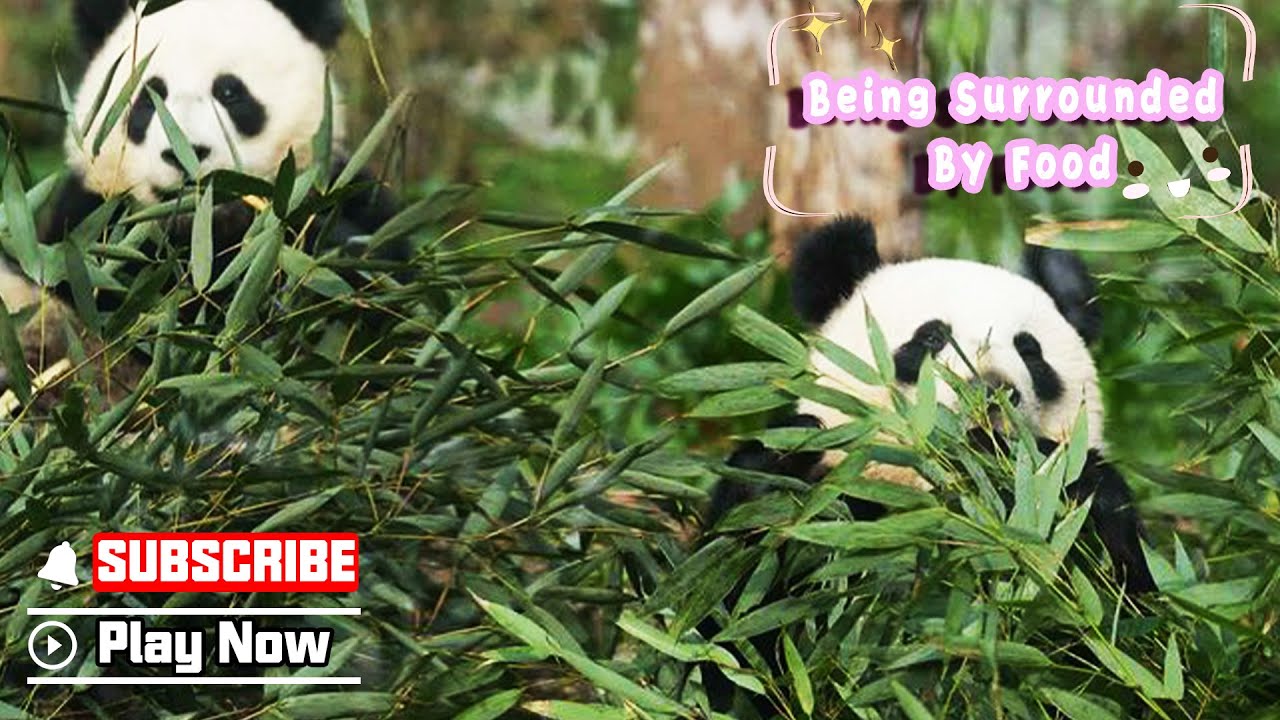 【Super Panda】Episode 302 Pandas Replenish Energy With Yummy Food ...