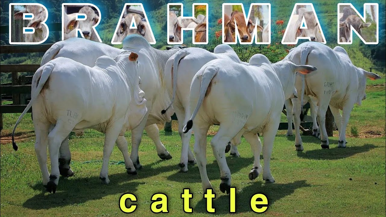 SAPI BRAHMAN SEJARAH DAN KEUNGGULAN - YouTube